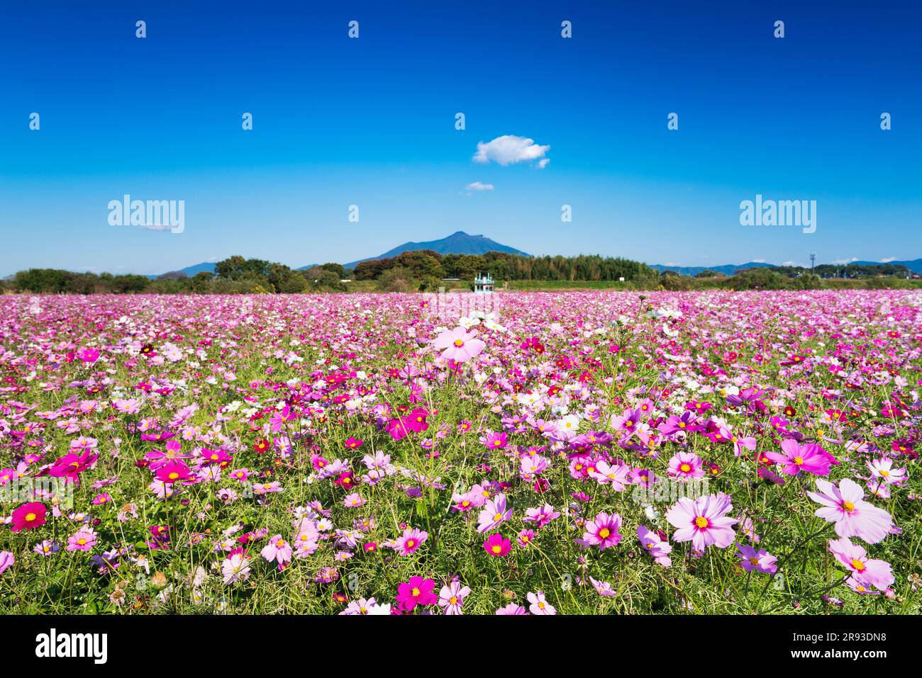 Cosmos in Kogai River Fureai Park Stock Photo - Alamy