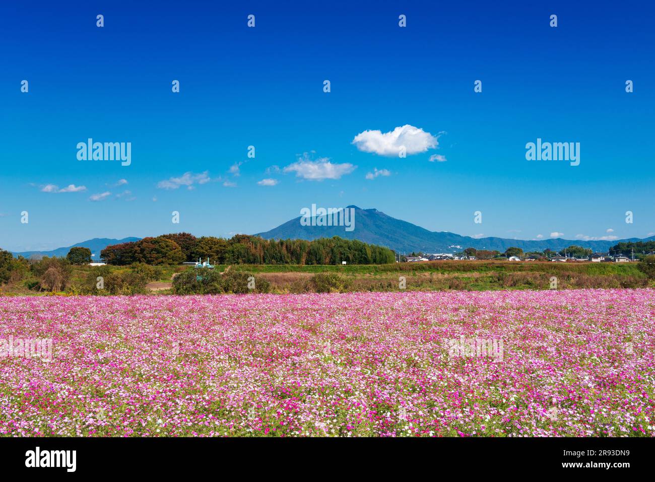 Cosmos in Kogai River Fureai Park Stock Photo - Alamy