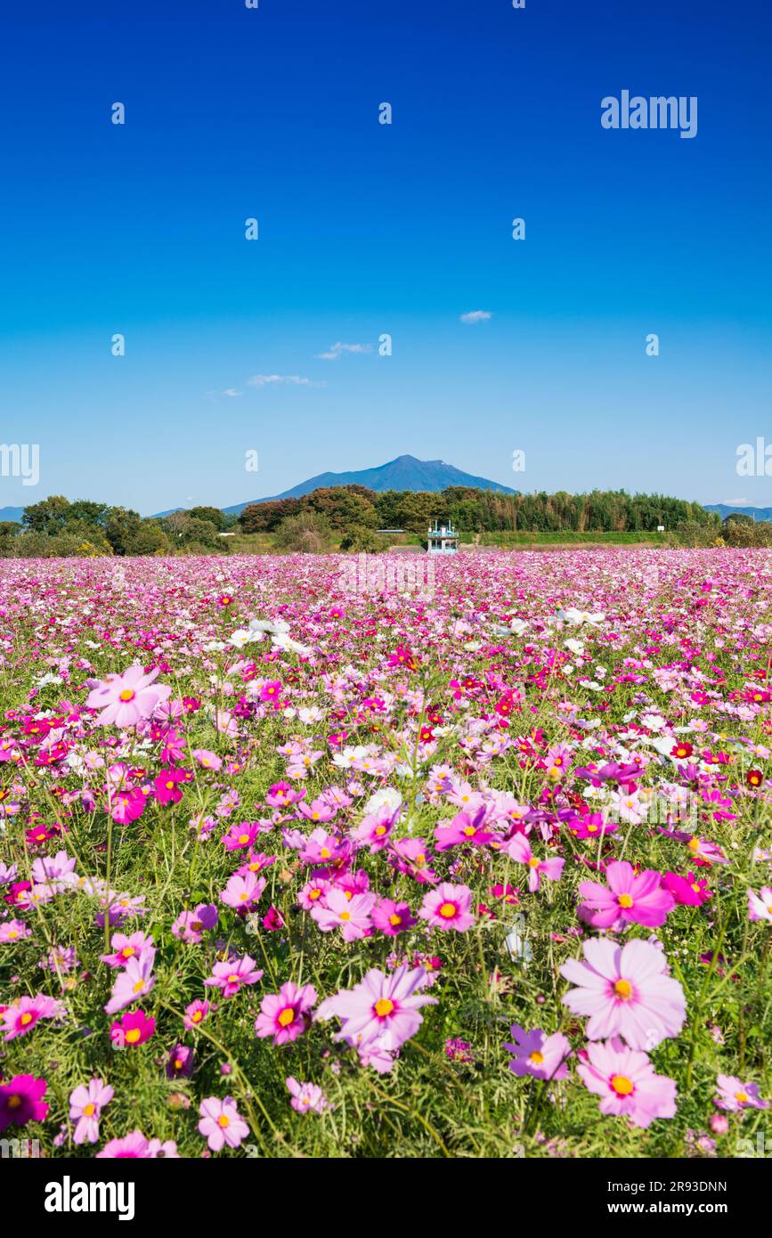 Cosmos in Kogai River Fureai Park Stock Photo - Alamy