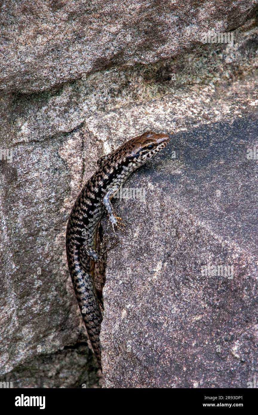 Common garden skink hi-res stock photography and images - Alamy