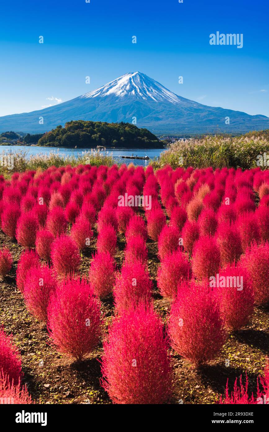 Oishi park kochia hi-res stock photography and images - Alamy