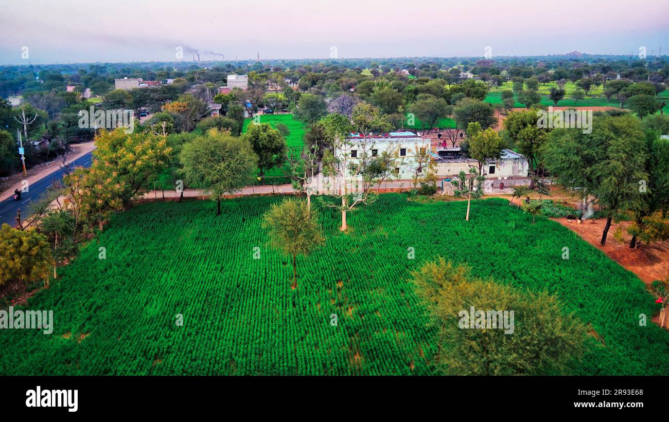 Aerial shot of Countryside India. Asphalt road from green fields with ...
