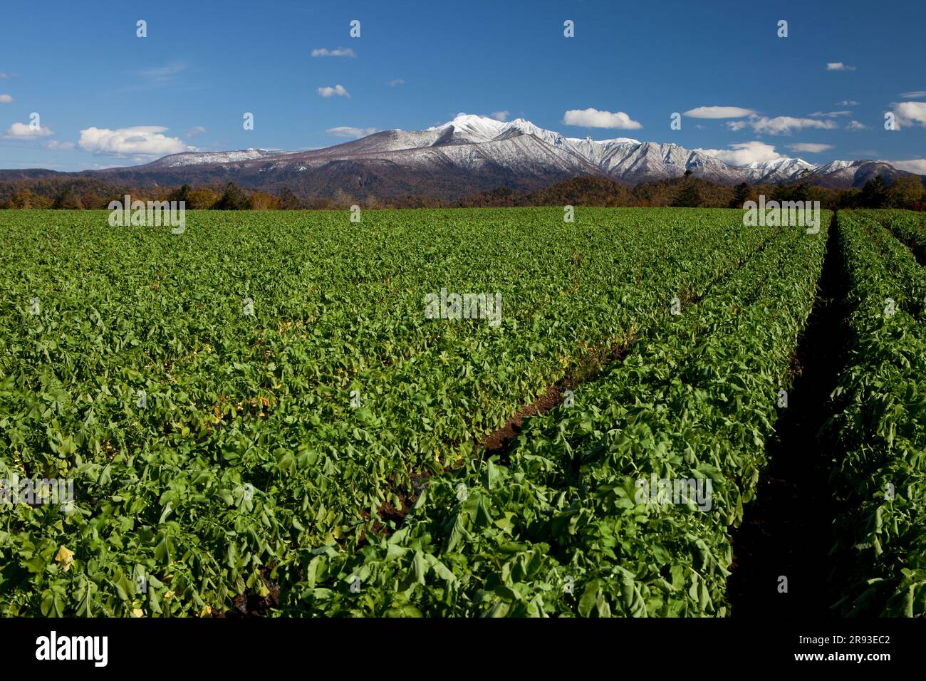 Daikon radish field and Taisetsu Zan Stock Photo - Alamy