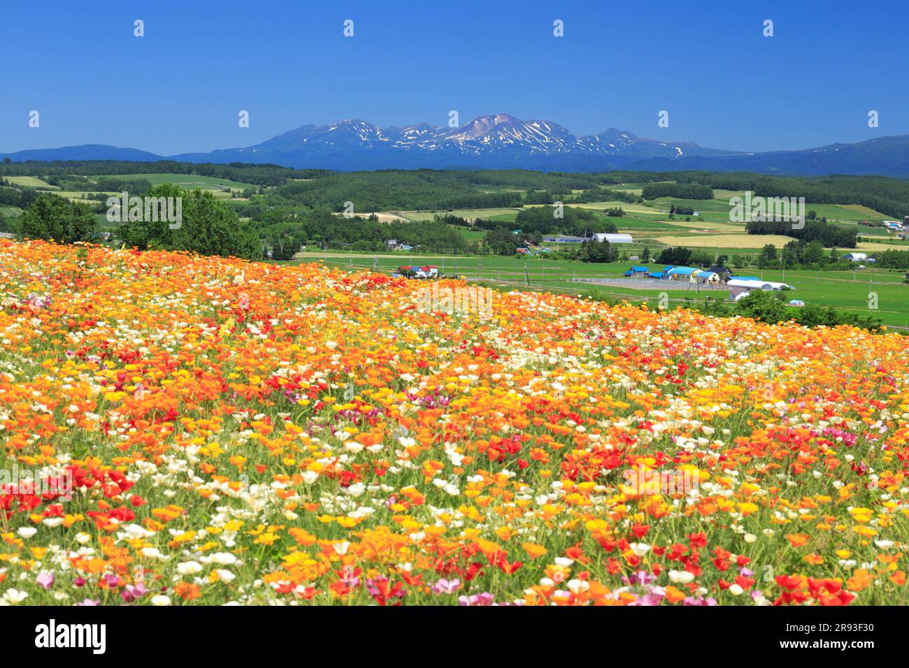 Flower fields in Flowerland Stock Photo - Alamy