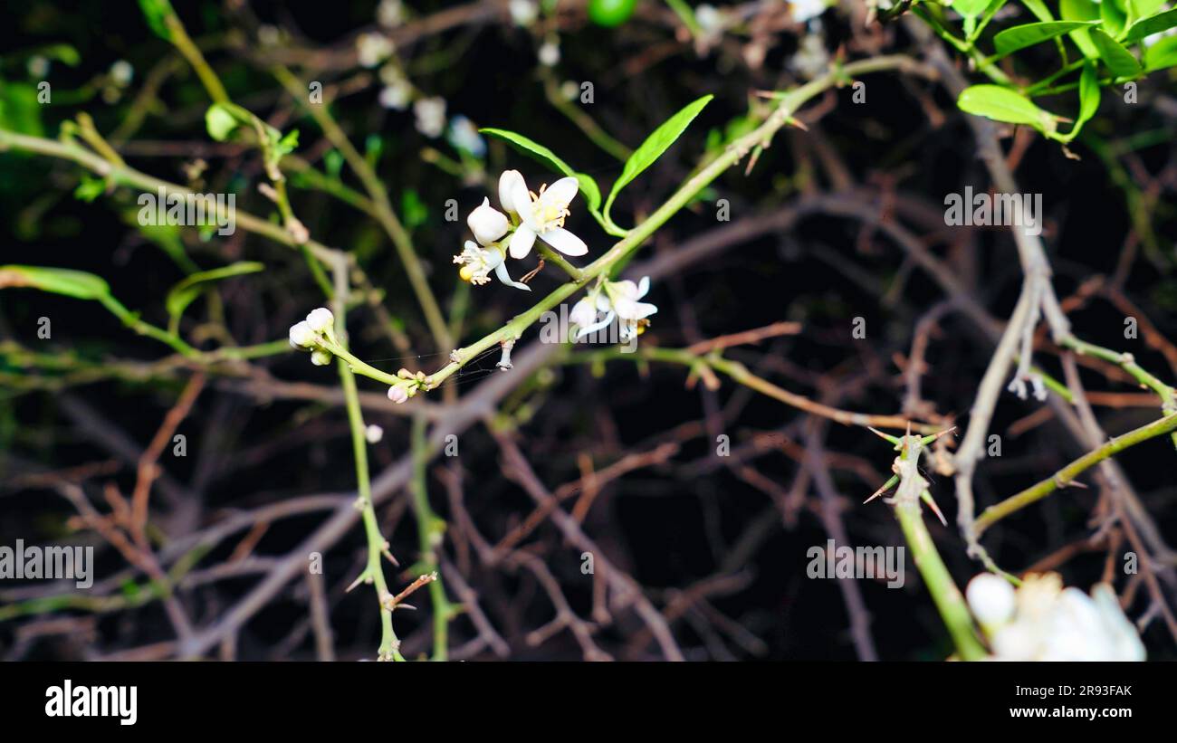 Black background with lemon flowers. Lemon flowers on the tree with ...