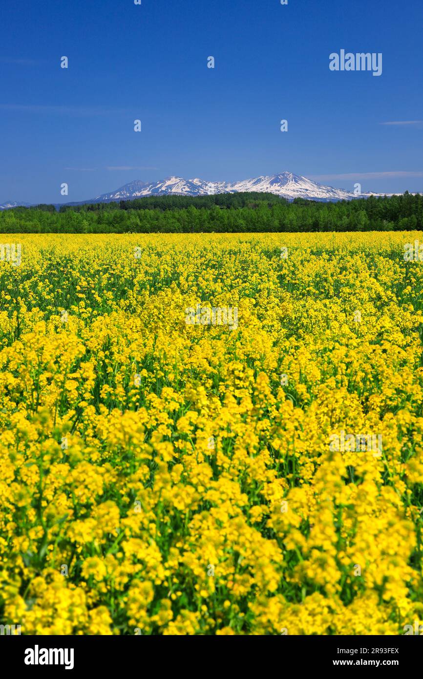 Taisetsu asahidake hi-res stock photography and images - Alamy