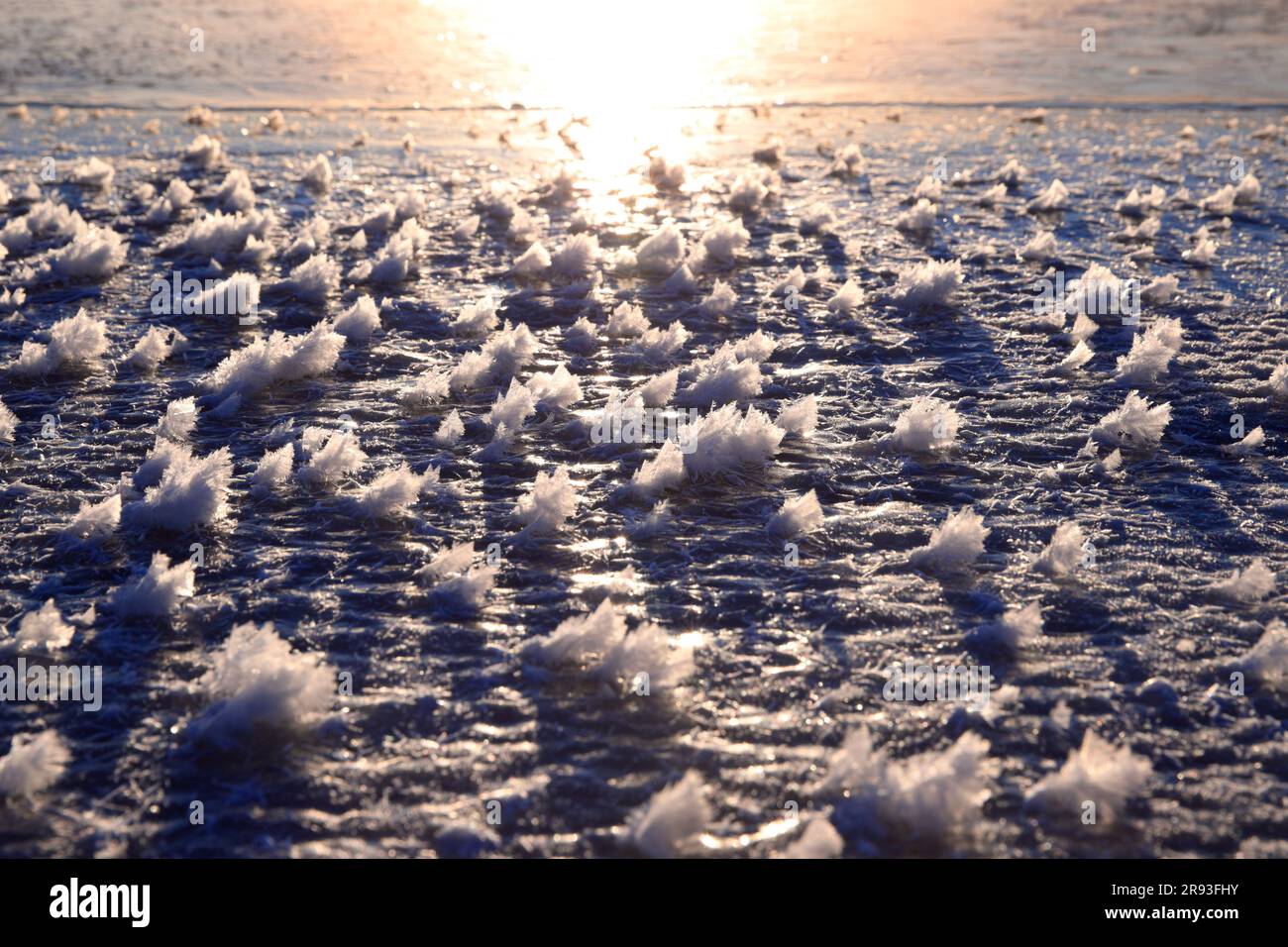 Arctic Ice Flowers
