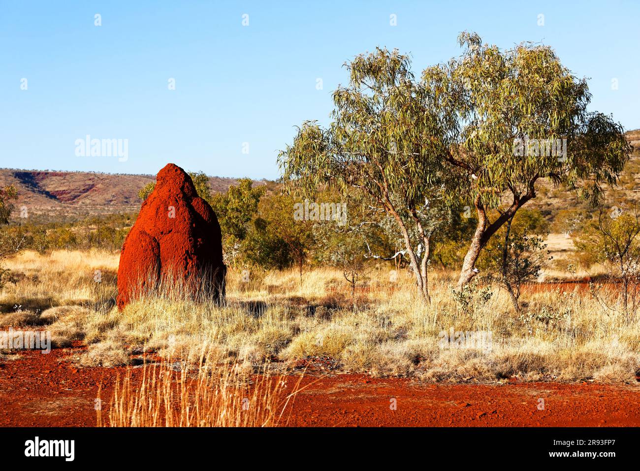 Termite mound made of red mud and Eucalyptus tree, Pilbara, Western ...