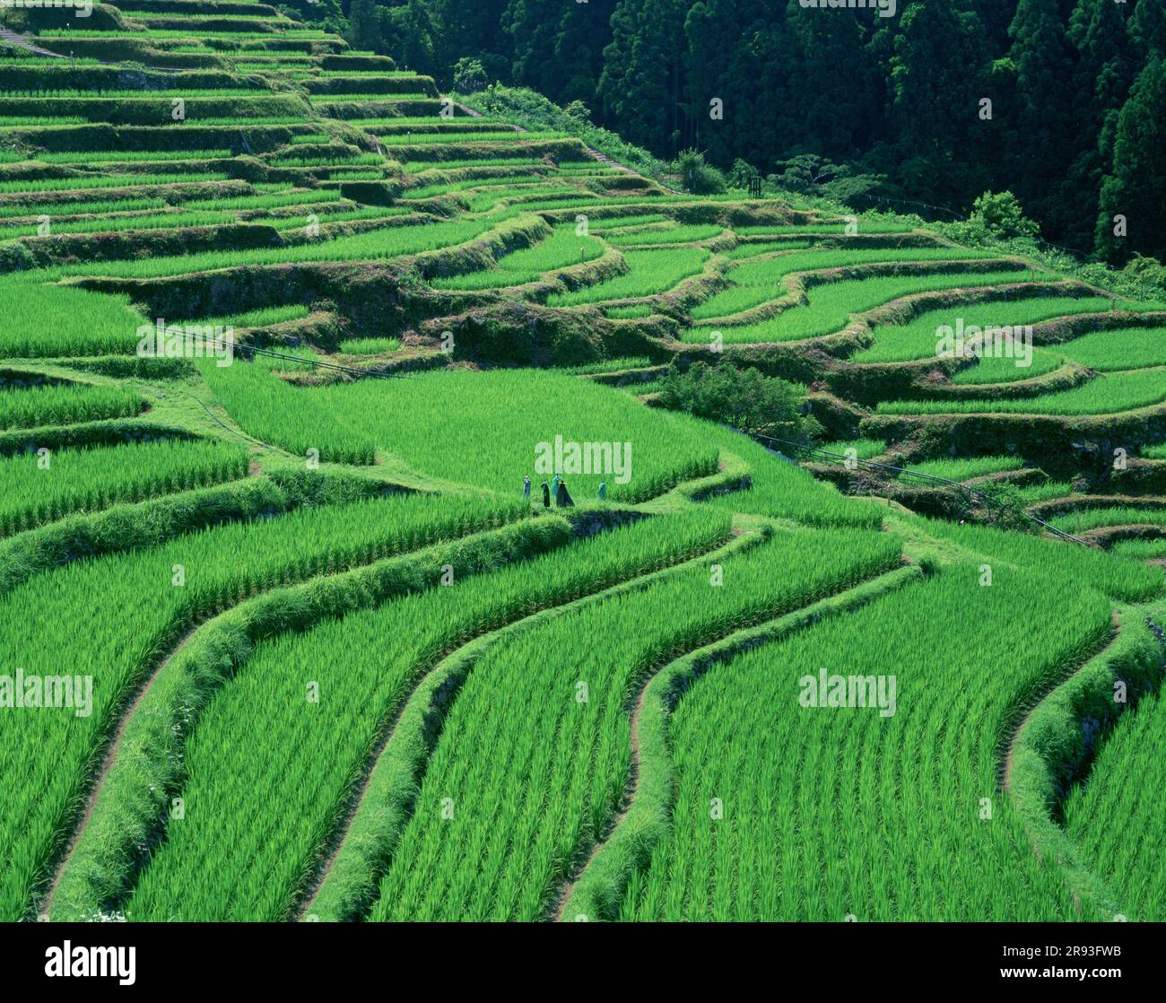 Terraced paddy field Maruyama Senmaida Stock Photo - Alamy