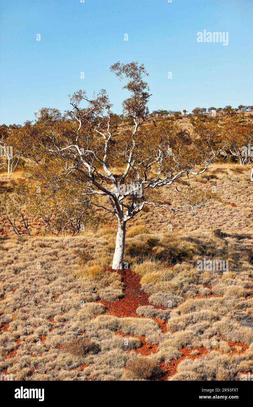 Eucalyptus gum tree in landscape, Pilbara, Western Australia Stock ...