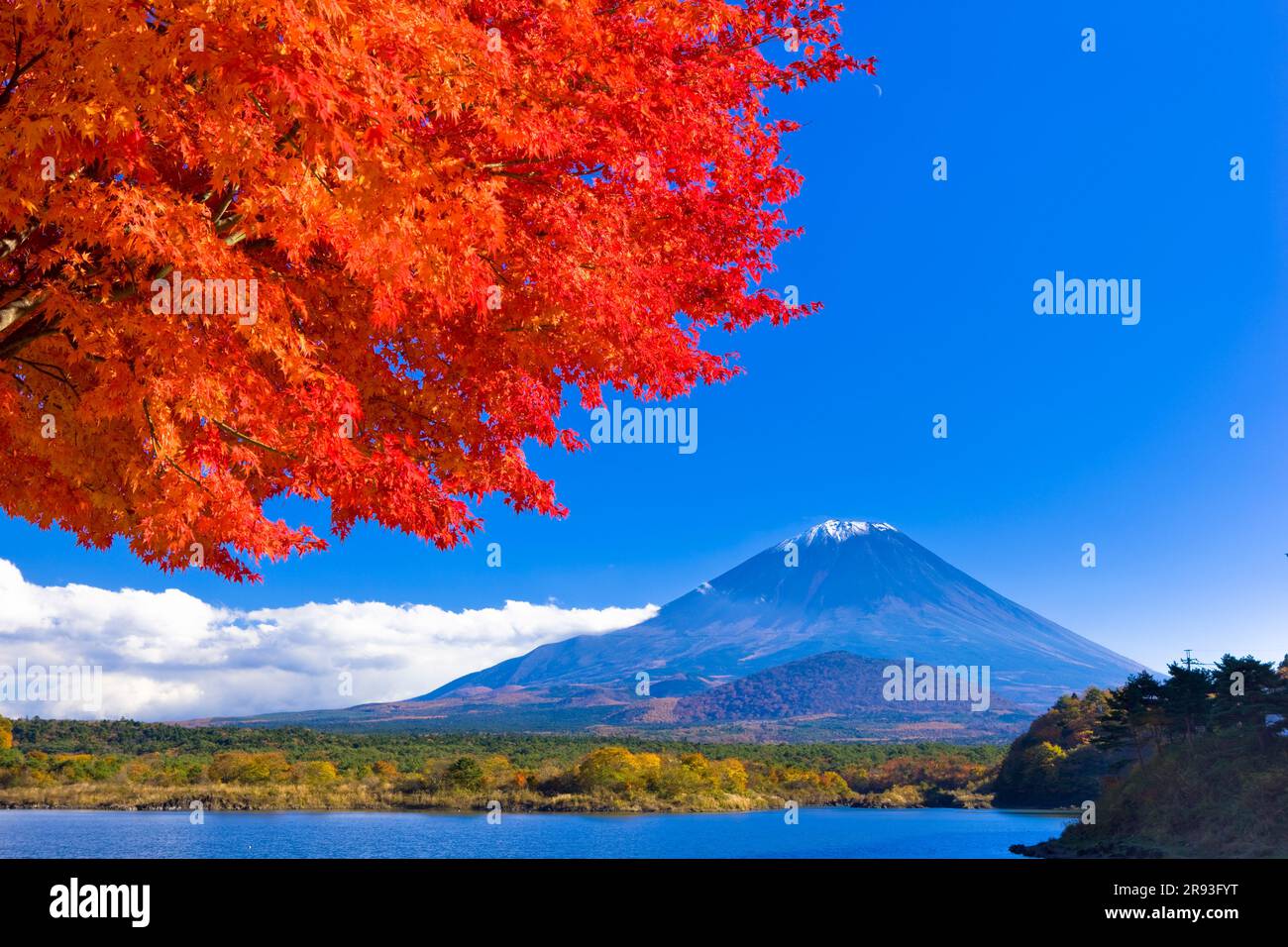 Autumn leaves of Mt.fuji and Lake Shojin Stock Photo - Alamy