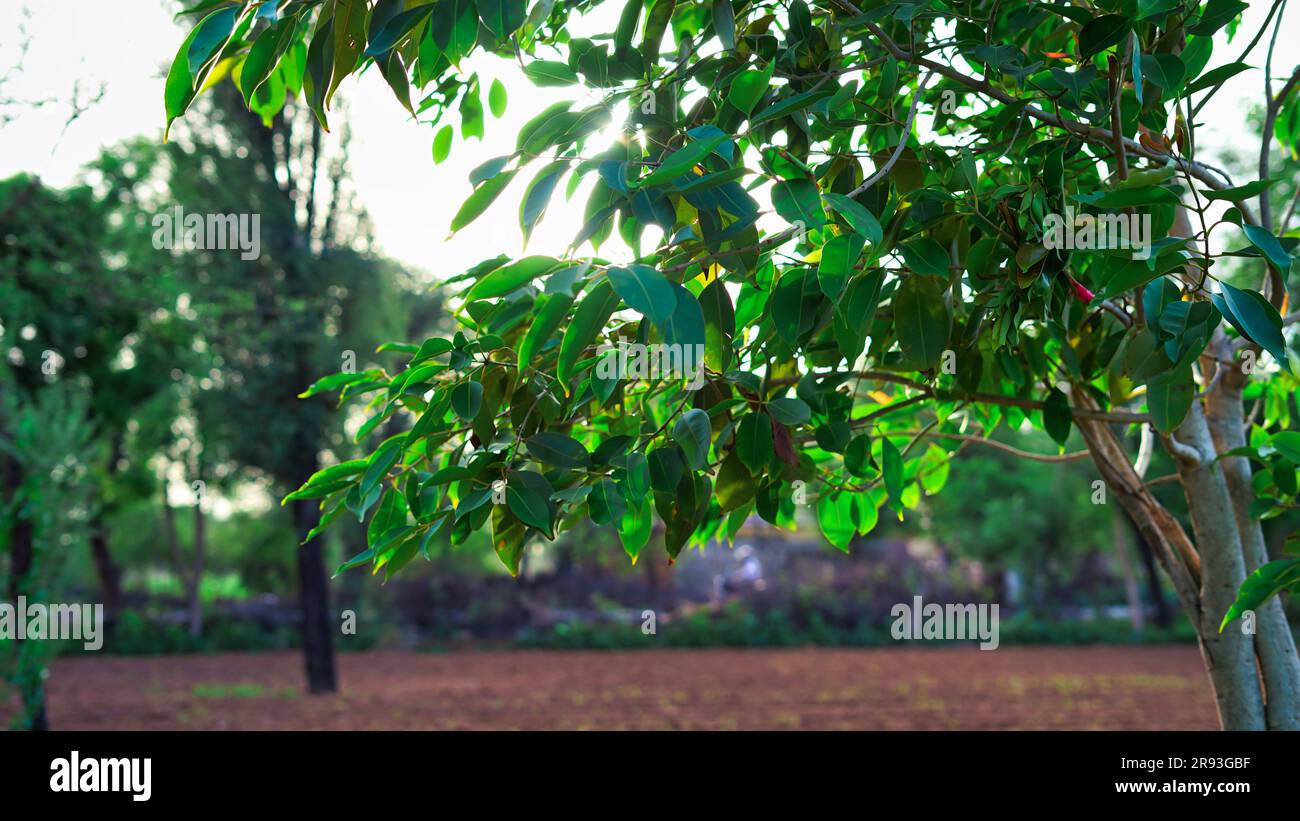 Exotic fresh leaves of Syzygium cumini called in India as Jamun tree ...