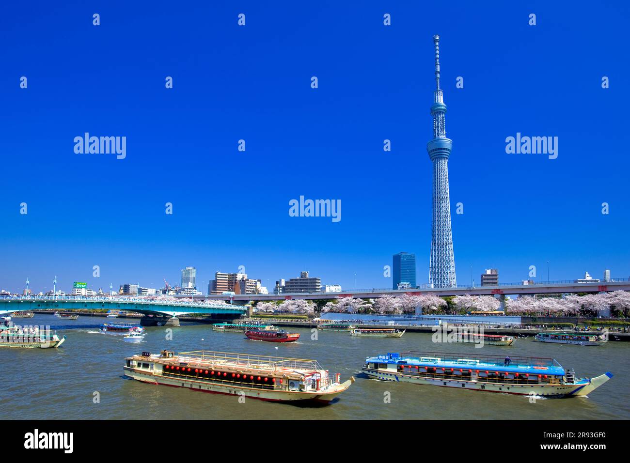 Tokyo Sky Tree and cherry blossoms on Sumida River Stock Photo - Alamy