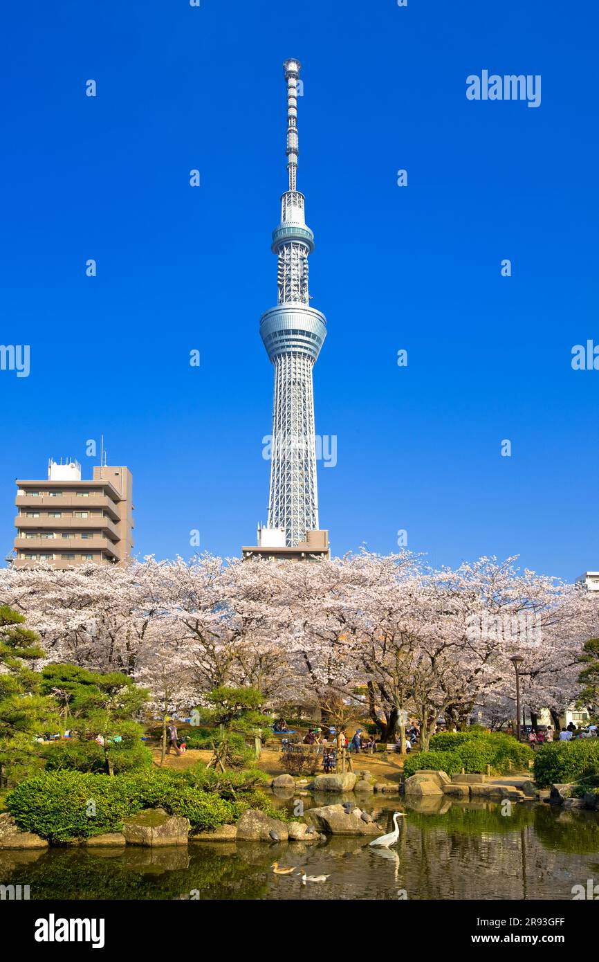 Tokyo Sky Tree and cherry blossoms in Sumida Park Stock Photo - Alamy