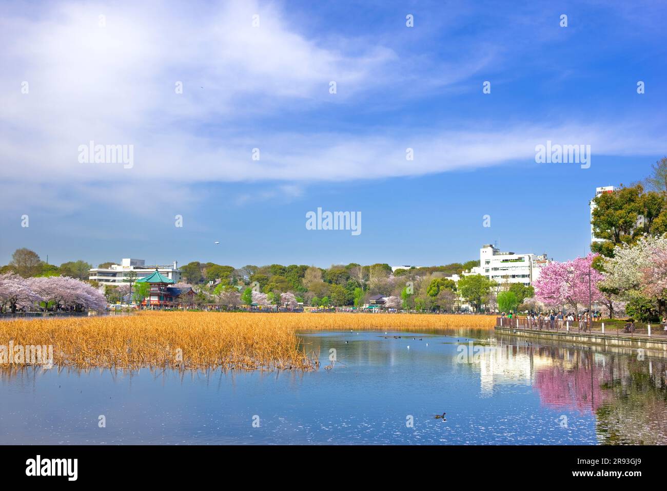 Cherry blossoms and Shinobazu Pond in Ueno Park Stock Photo - Alamy