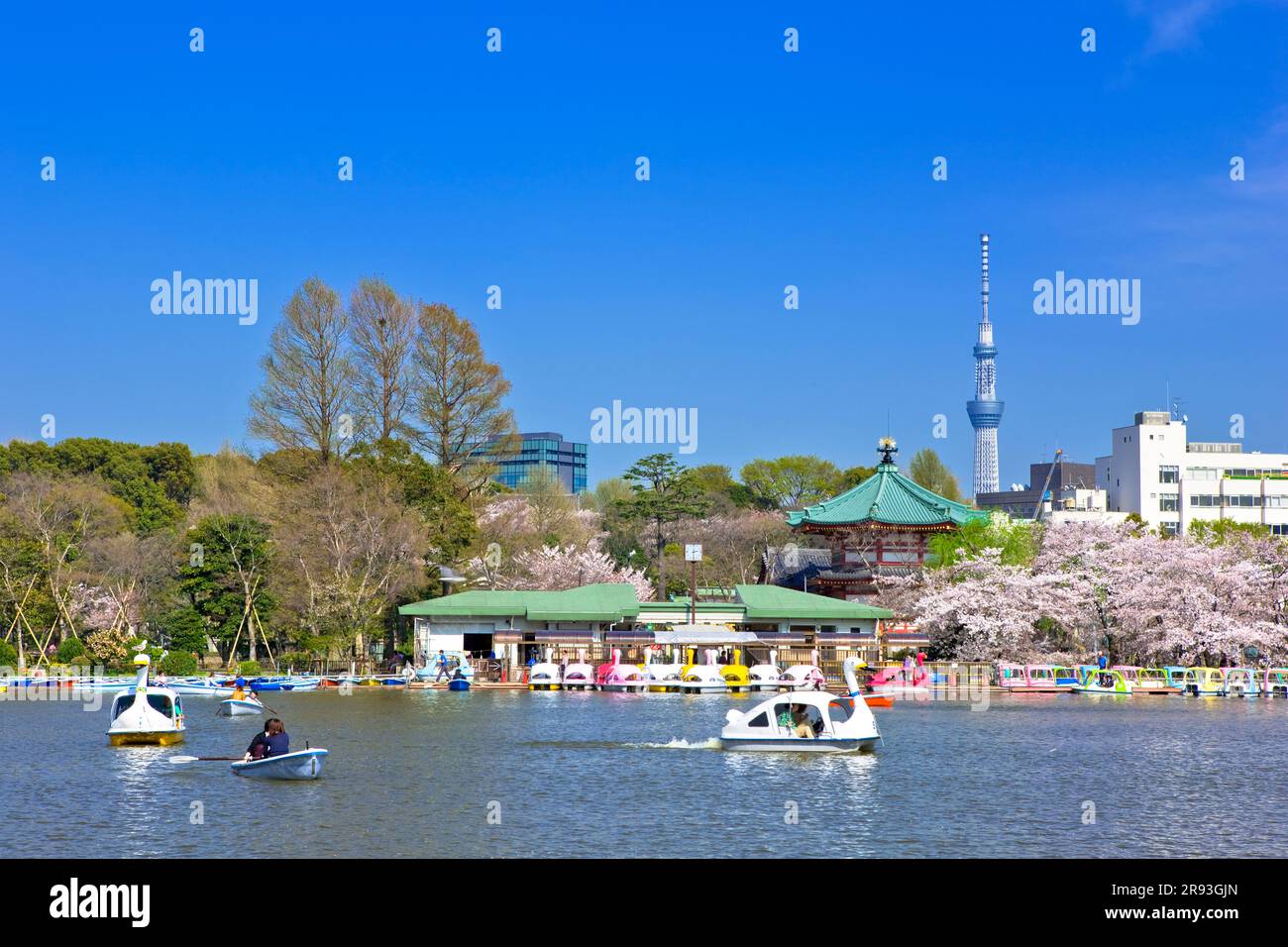 Cherry blossoms and Shinobazu Pond in Ueno Park Stock Photo - Alamy