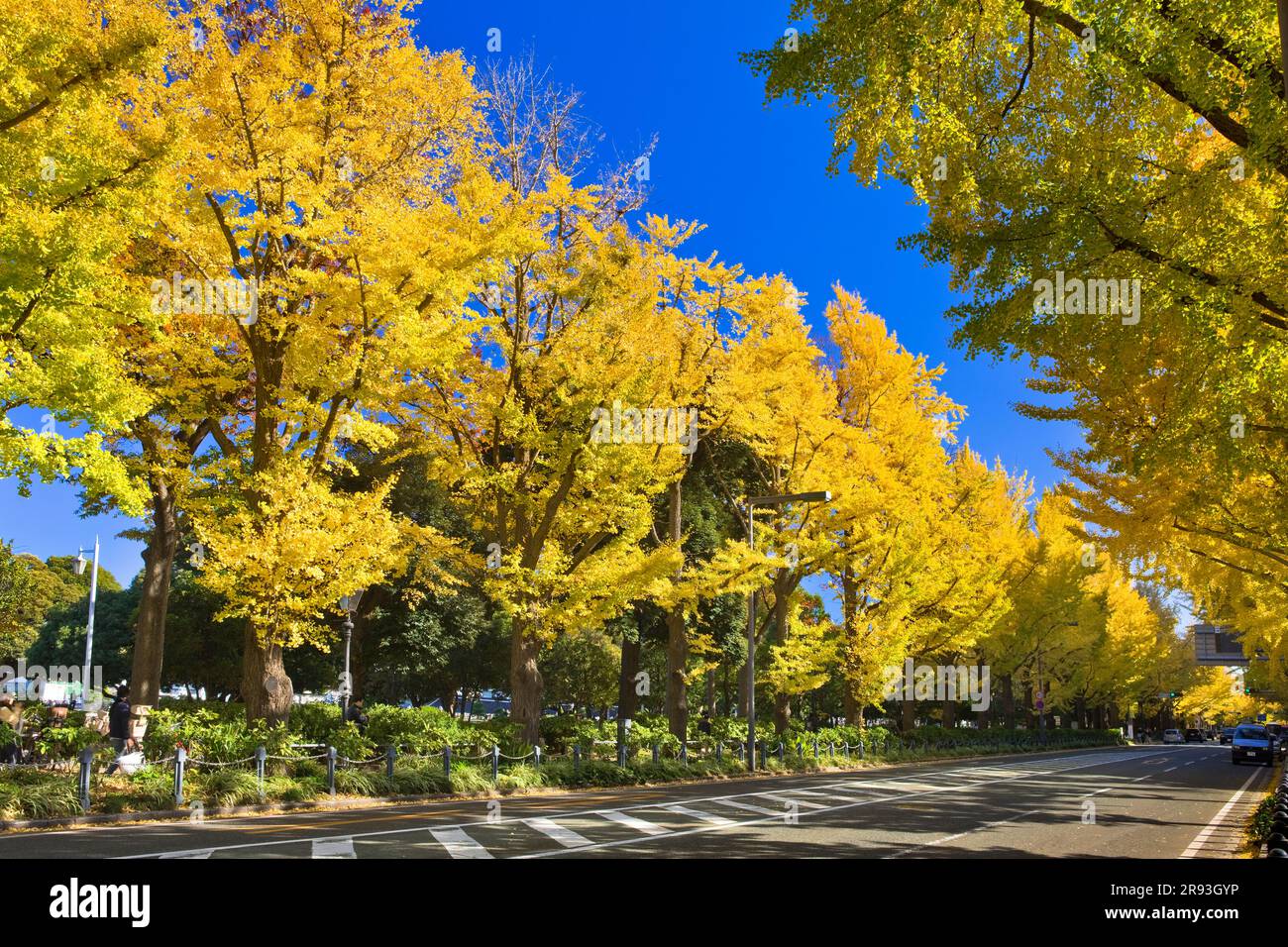 Autumn leaves of Yamashita Park Avenue Stock Photo - Alamy