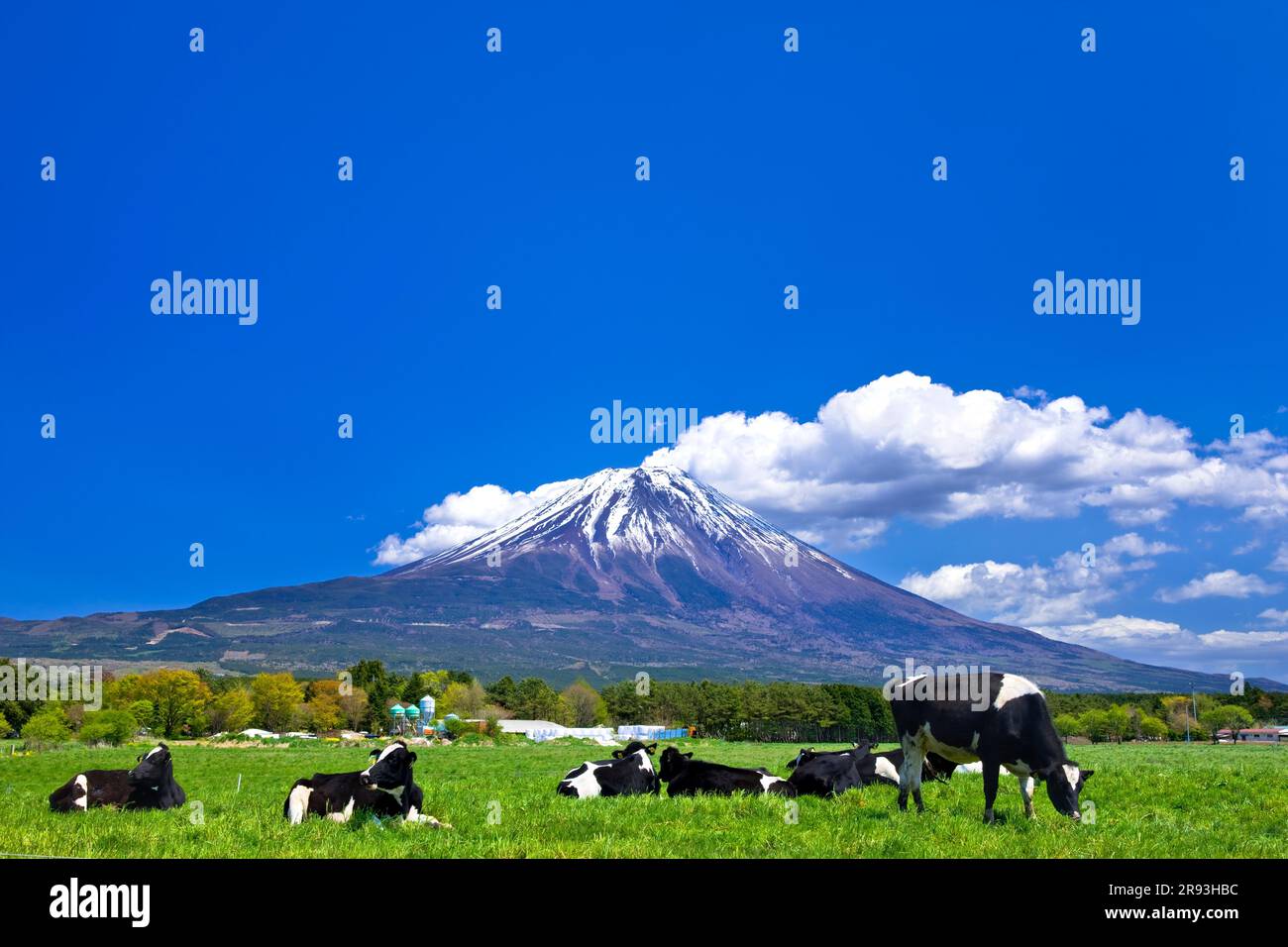 Japan cow mountain hi-res stock photography and images - Alamy