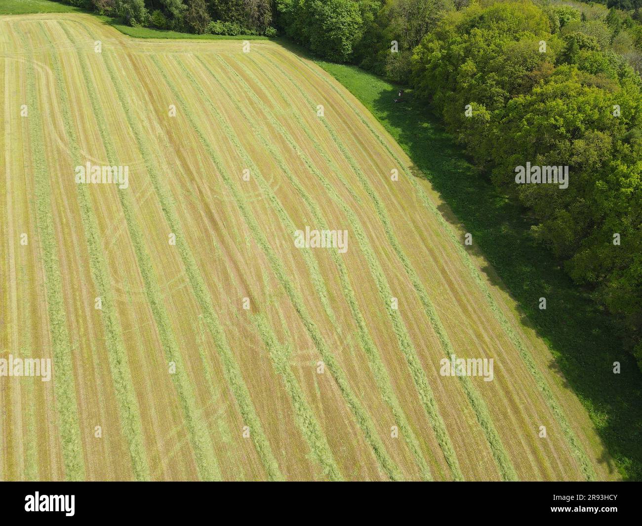 Mowed grass on agricultural land from above Stock Photo - Alamy