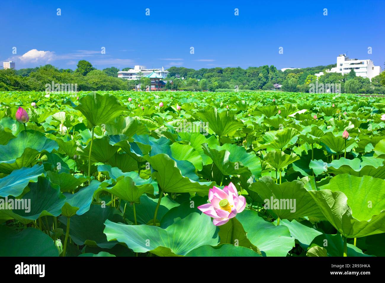 Shinobazunoike with lotus flowers Stock Photo - Alamy