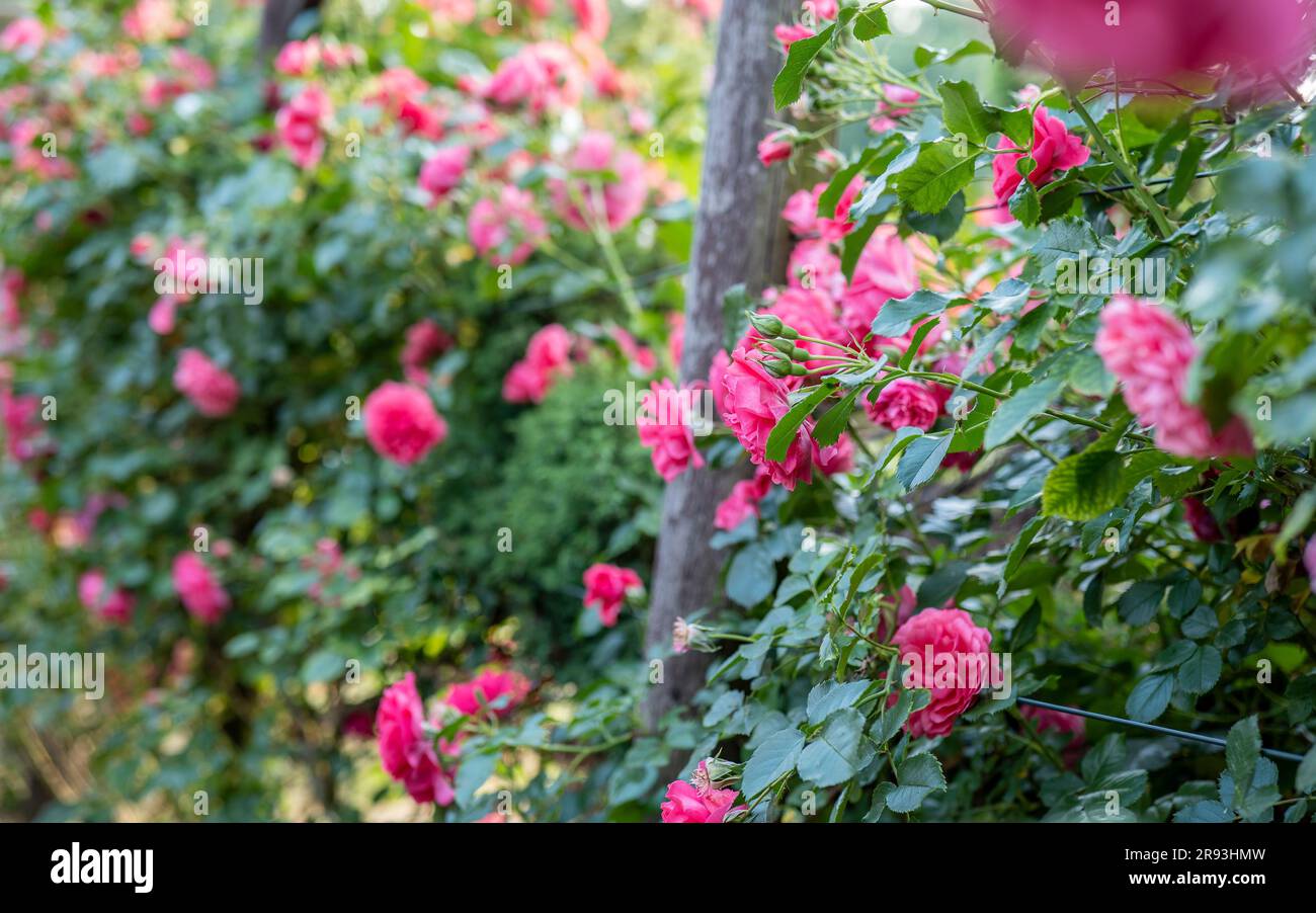 Wooden pergola overgrown with beautiful pink roses. Wooden garden ...