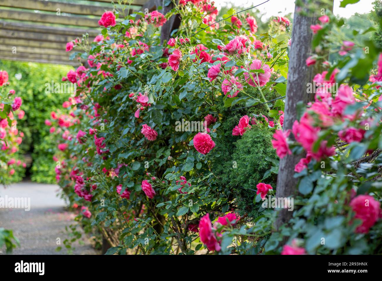 Wooden pergola overgrown with beautiful pink roses. Wooden garden ...