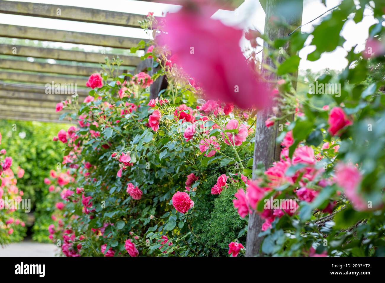 Wooden pergola overgrown with beautiful pink roses. Wooden garden ...