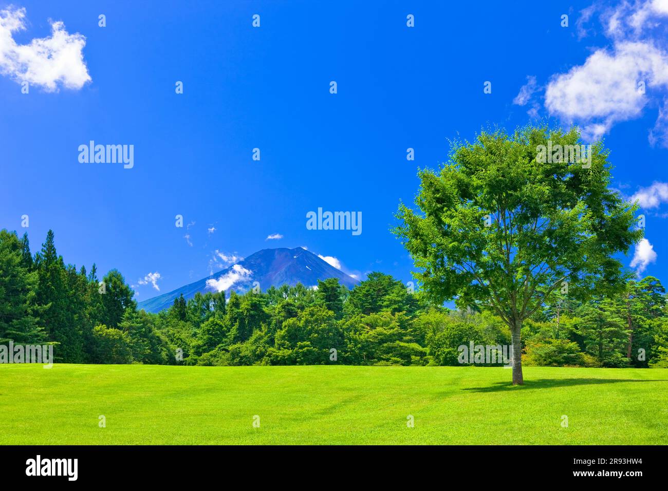 Mt. Fuji and Pines Park Stock Photo - Alamy