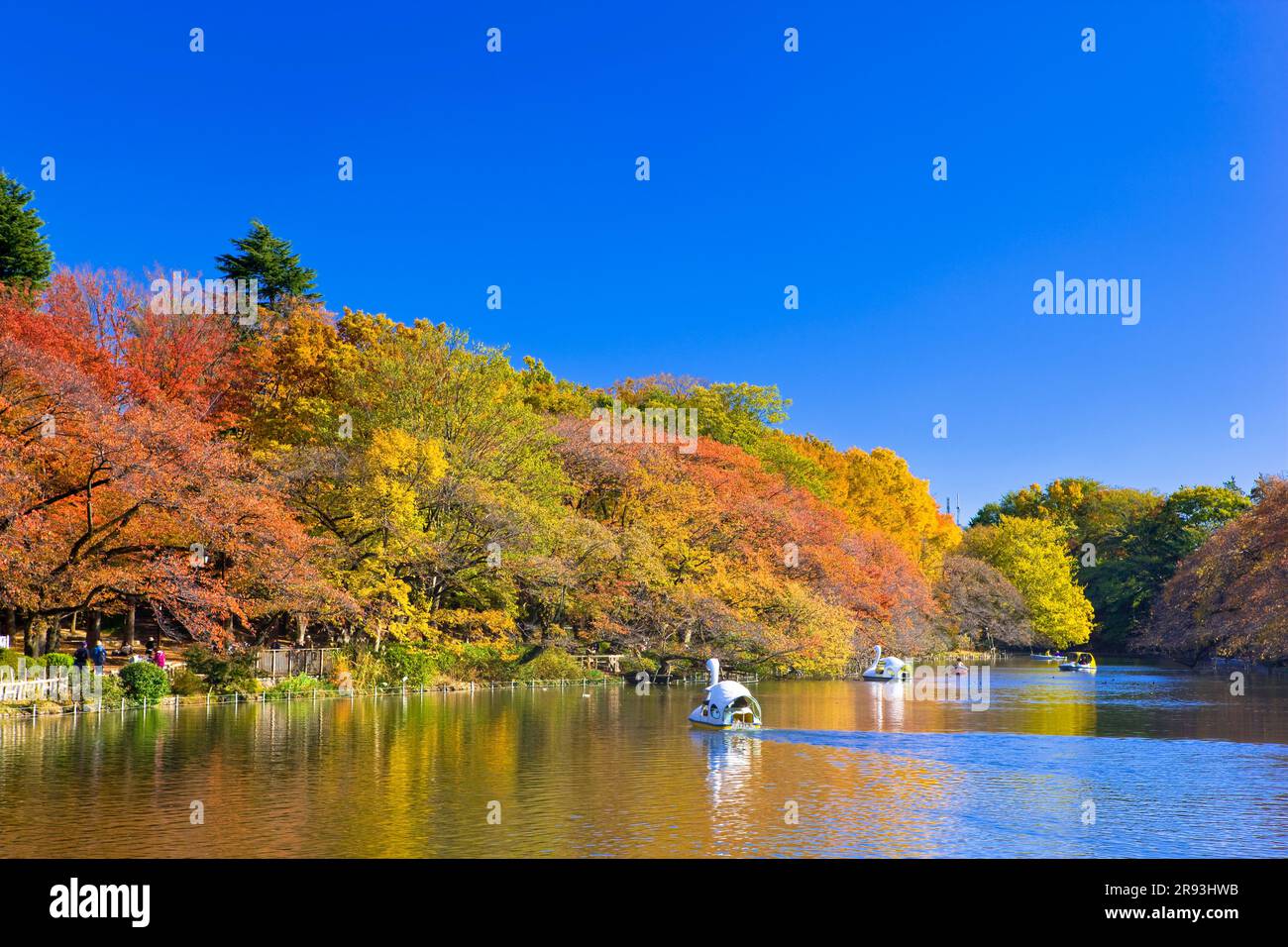 Autumn Leaves in Inokashira Park Stock Photo - Alamy