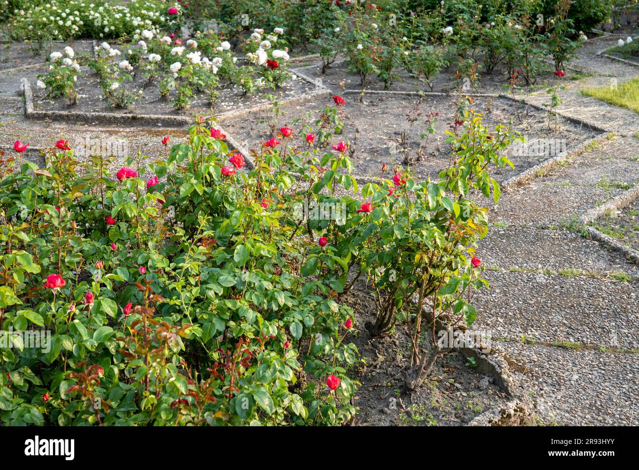 A flower bed filled with roses Stock Photo - Alamy