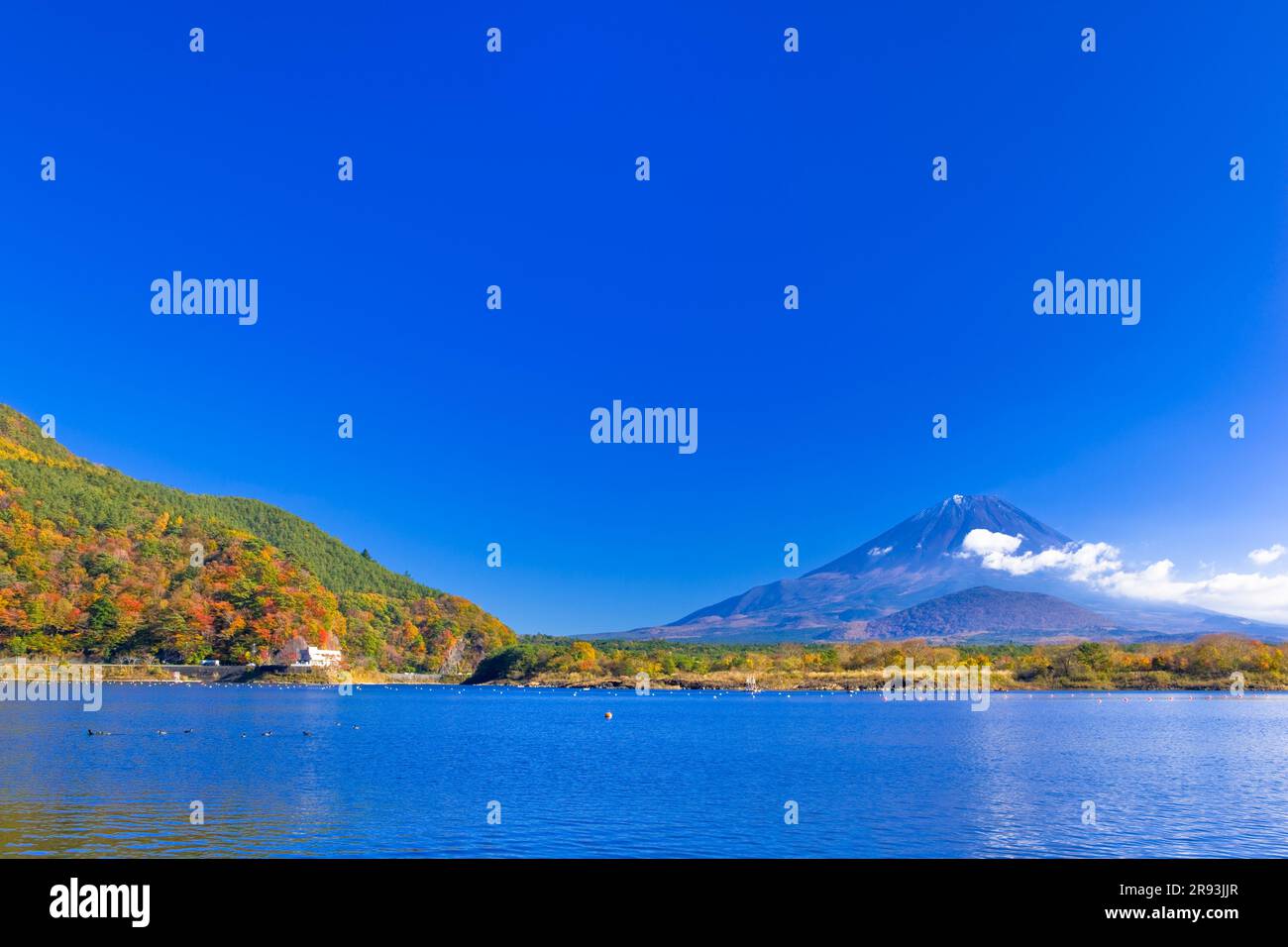 Autumn leaves of Mt.fuji and Lake Shojin Stock Photo - Alamy