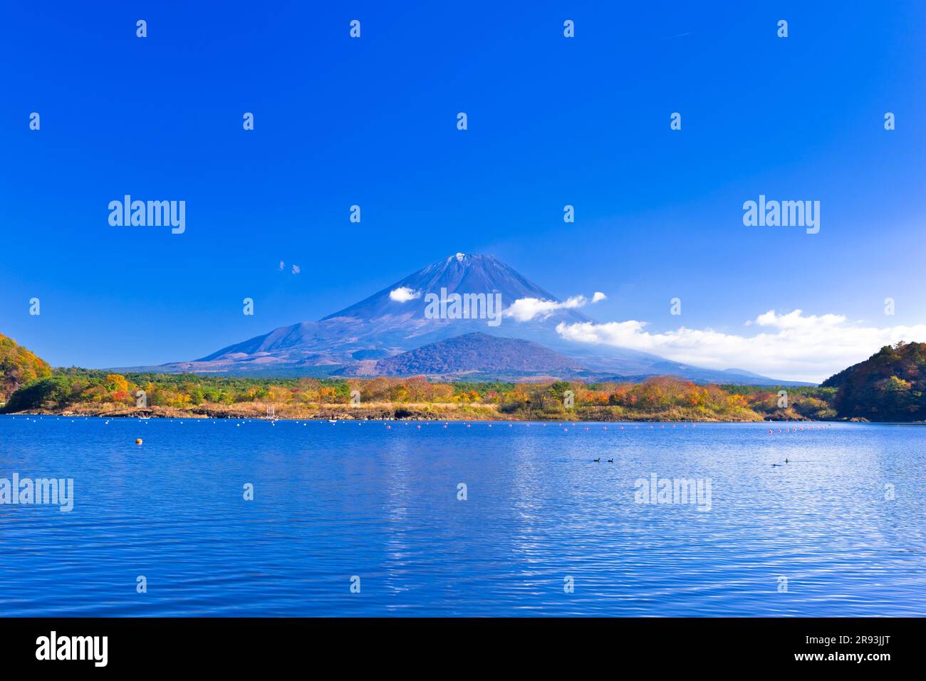 Autumn leaves of Mt.fuji and Lake Shojin Stock Photo - Alamy