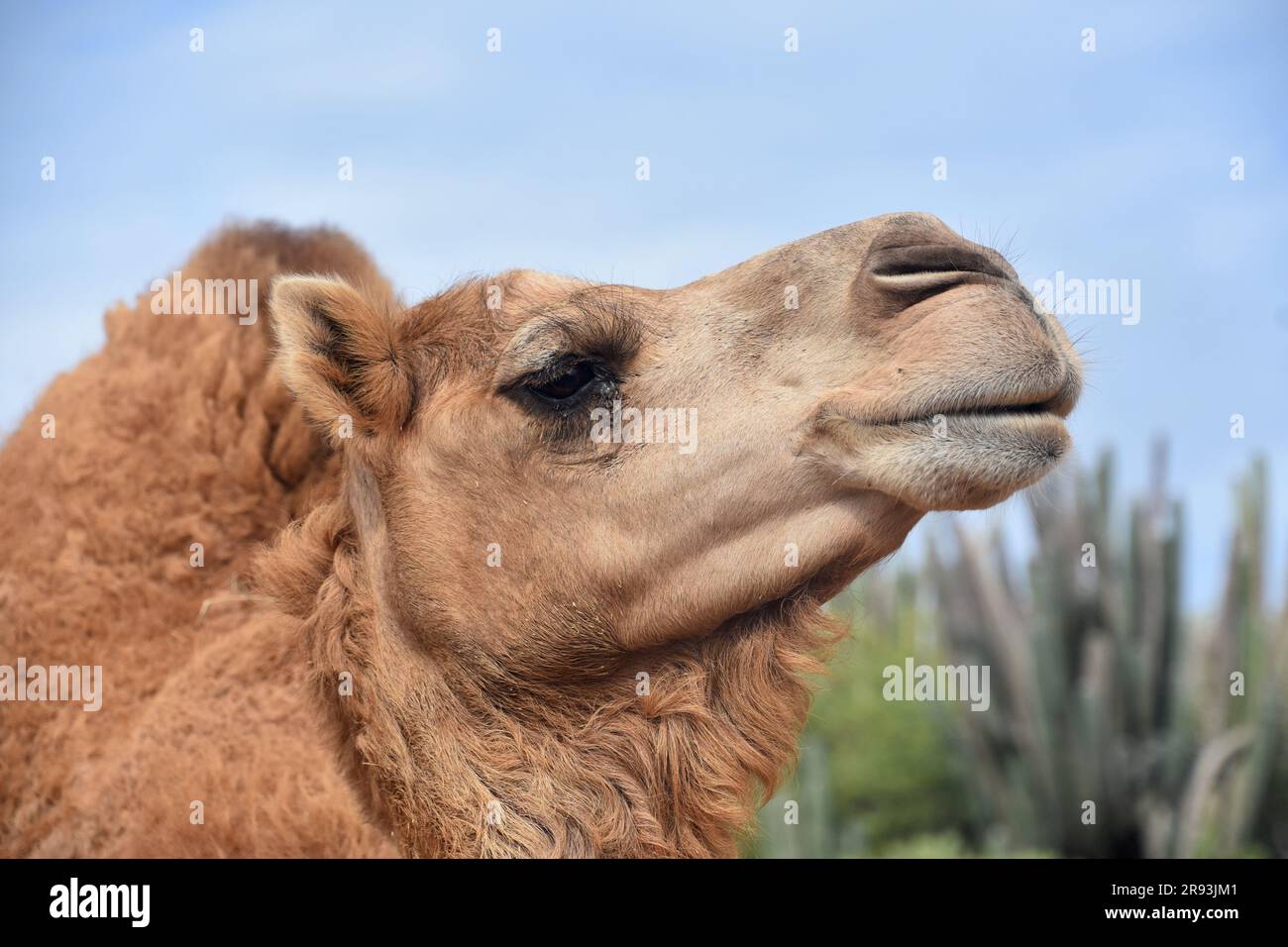 Cute and fluffy dromedary camel standing against a blue sky Stock Photo ...
