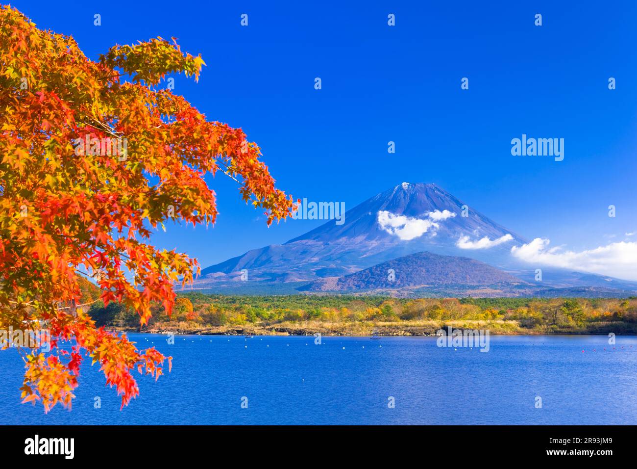 Autumn leaves of Mt.fuji and Lake Shojin Stock Photo - Alamy
