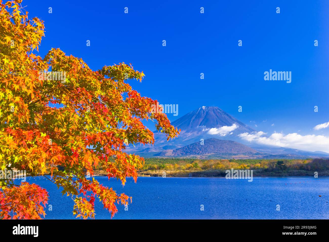 Autumn leaves of Mt.fuji and Lake Shojin Stock Photo - Alamy