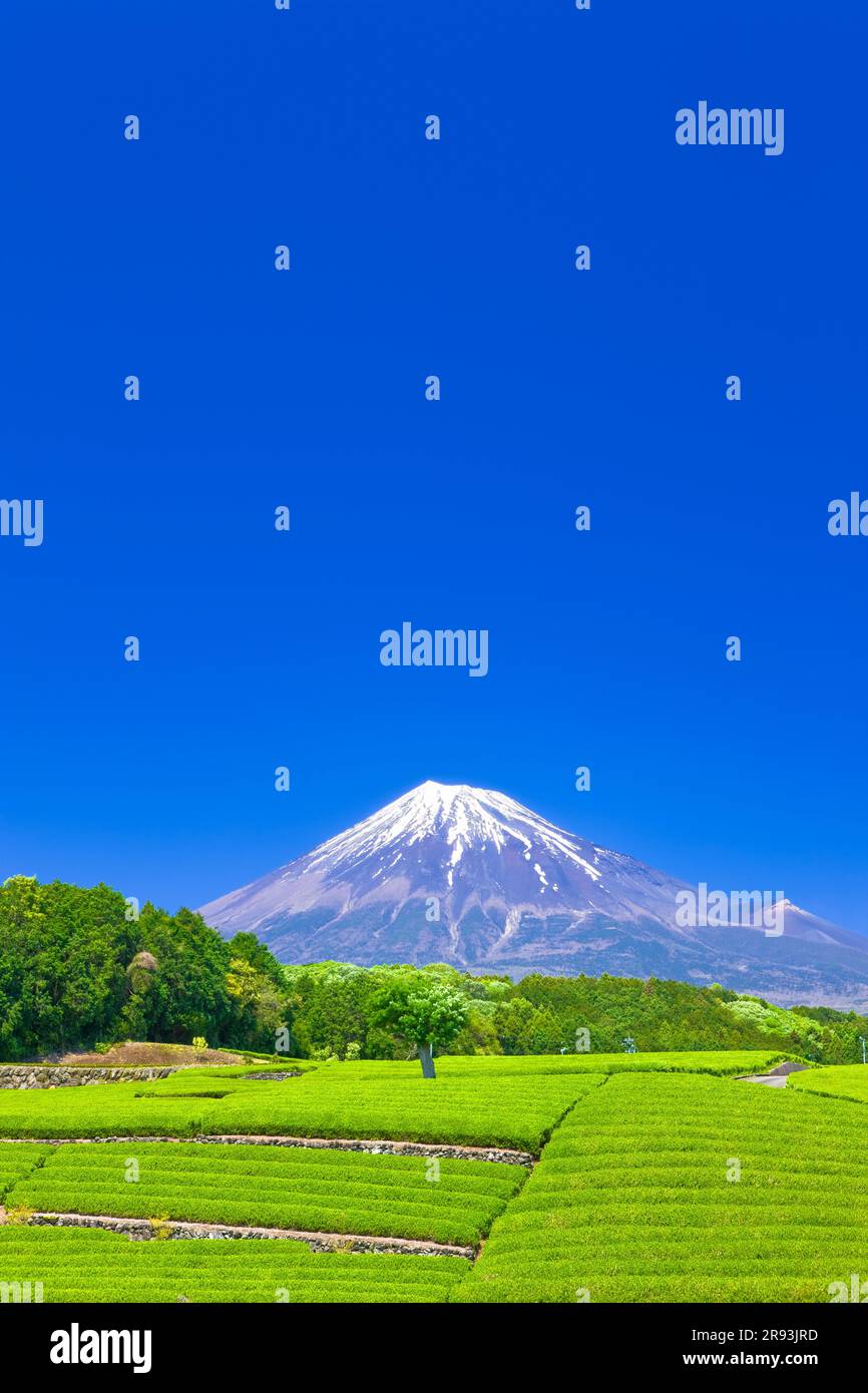 Fuji and Tea Field Stock Photo - Alamy