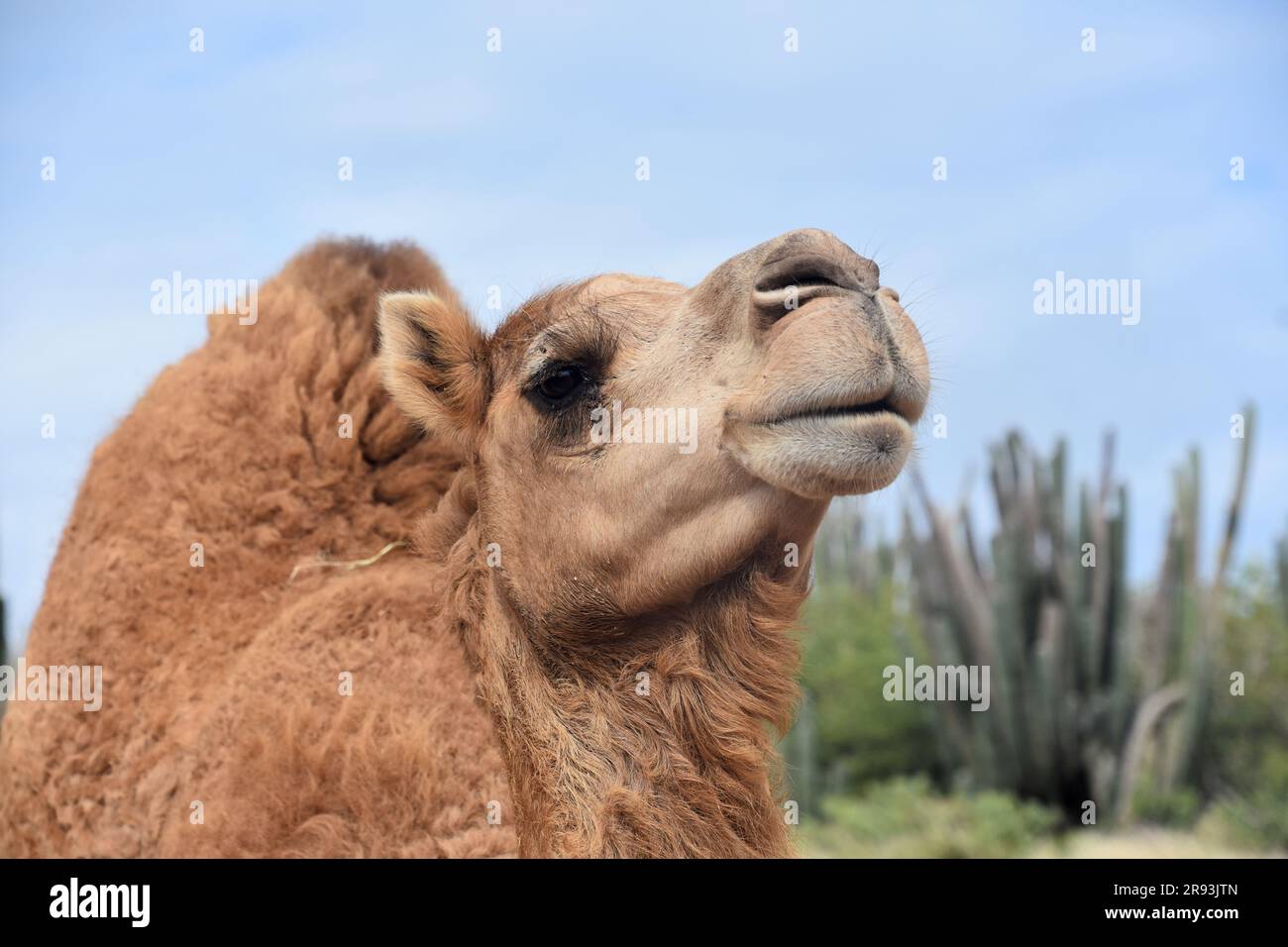 Fluffy camel face hi-res stock photography and images - Alamy