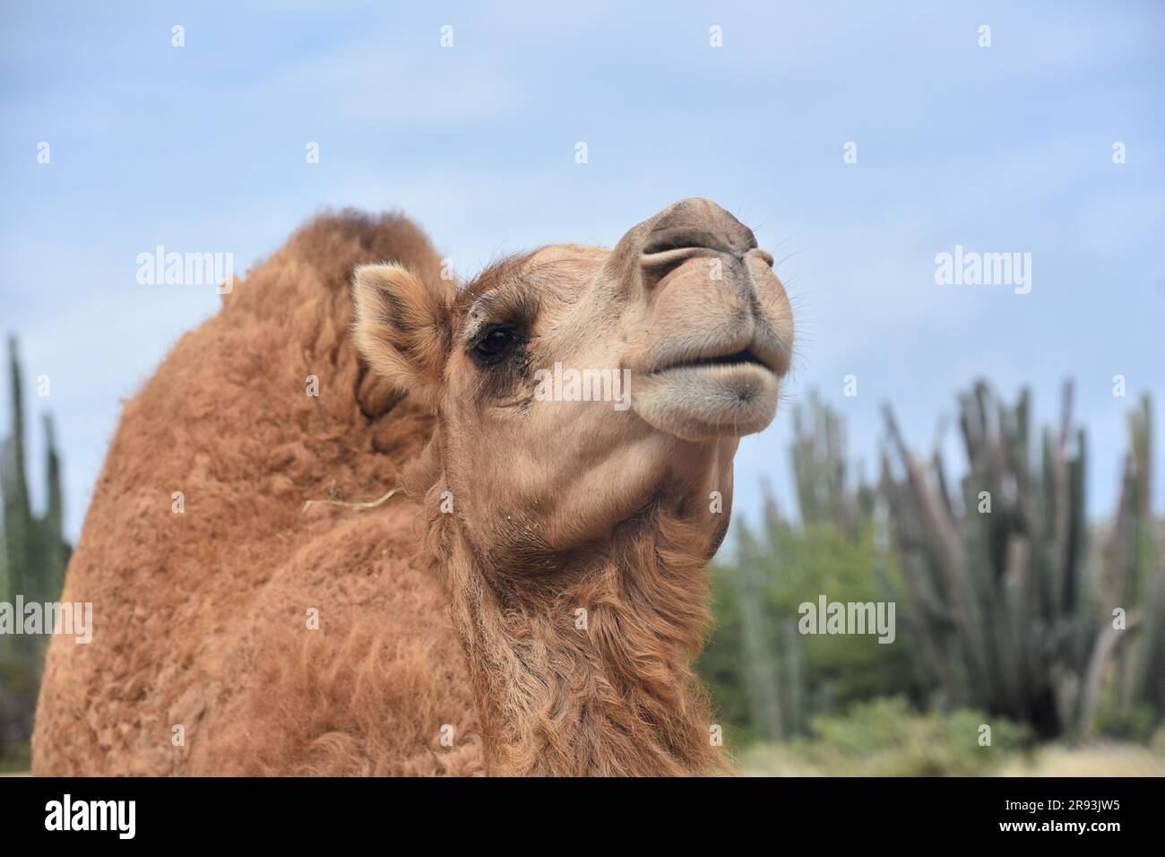 Terrific look into the face of a camel in the desert Stock Photo - Alamy