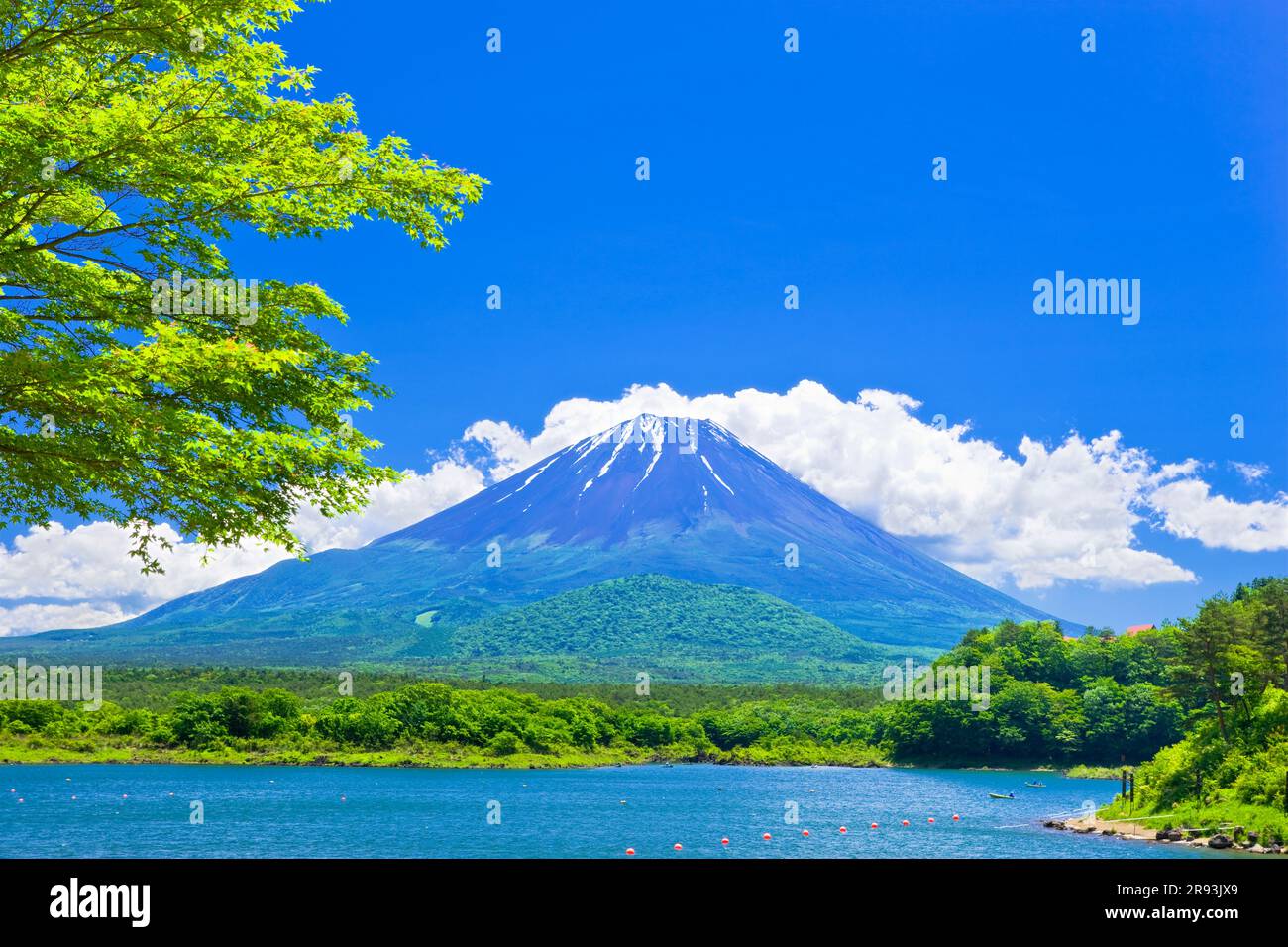 Fresh green of Mt. Fuji and Lake Shojin Stock Photo - Alamy