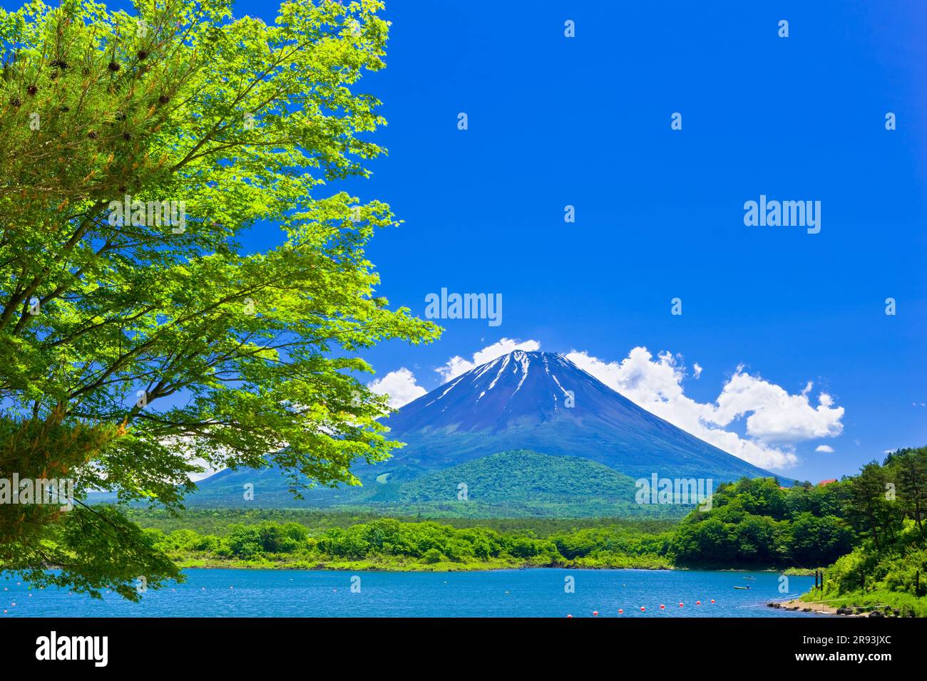 Fresh green of Mt. Fuji and Lake Shojin Stock Photo - Alamy
