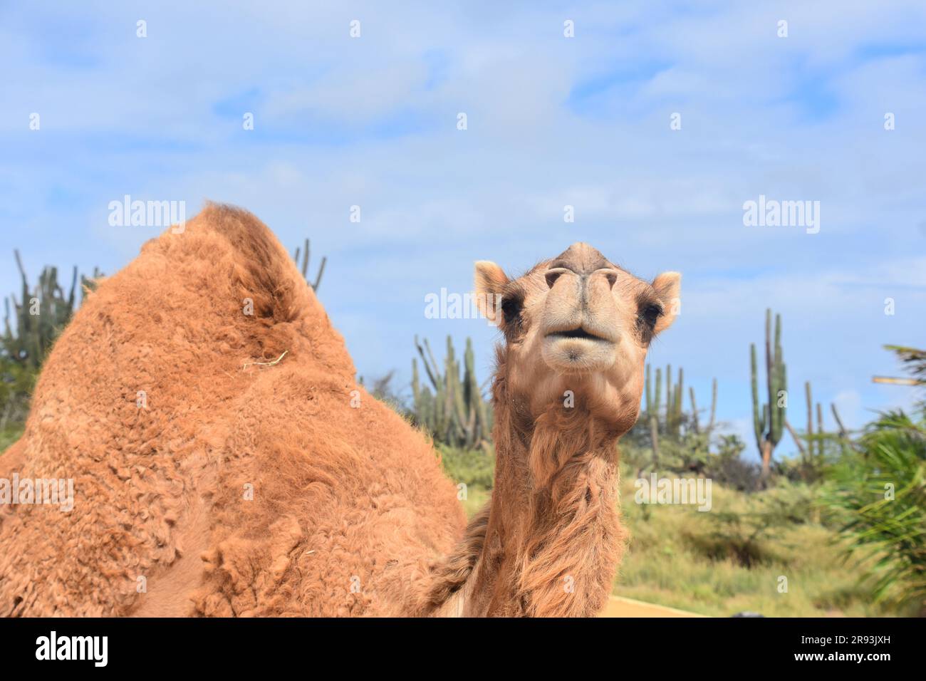 Fantastic look into the face of a curious and inquisitive camel in the ...