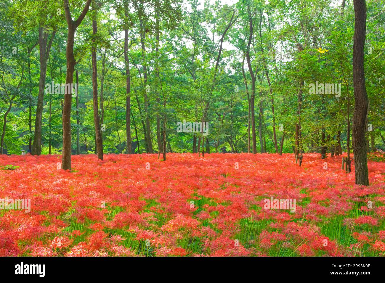 Higanbana hi-res stock photography and images - Alamy