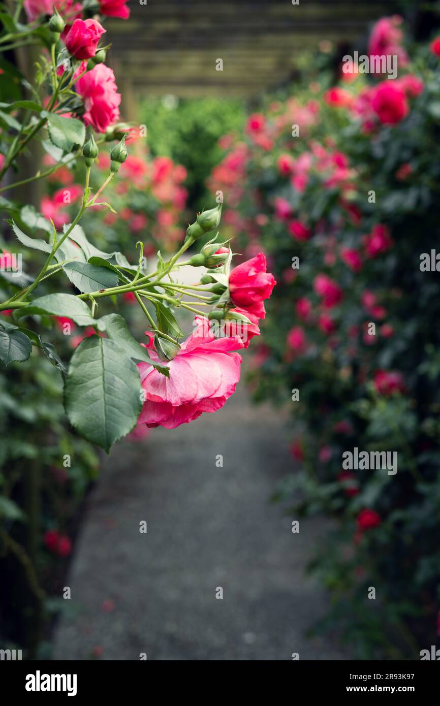 Wooden pergola overgrown with beautiful pink roses. Wooden garden ...
