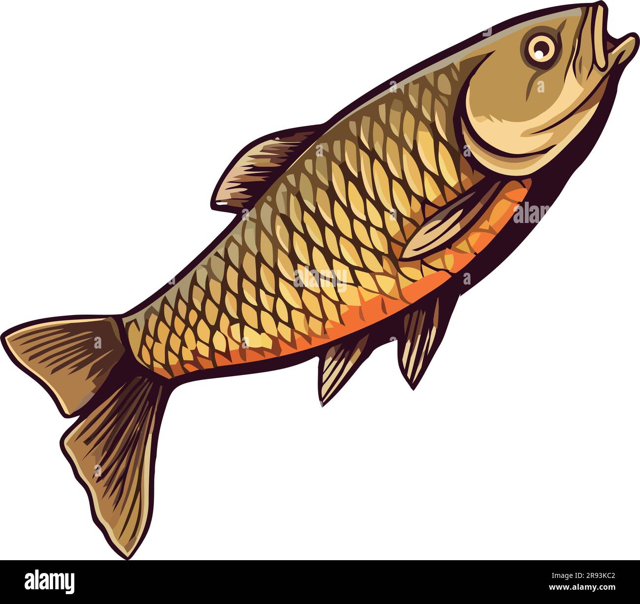 Carp fish fresh catch on Stock Vector Images - Alamy