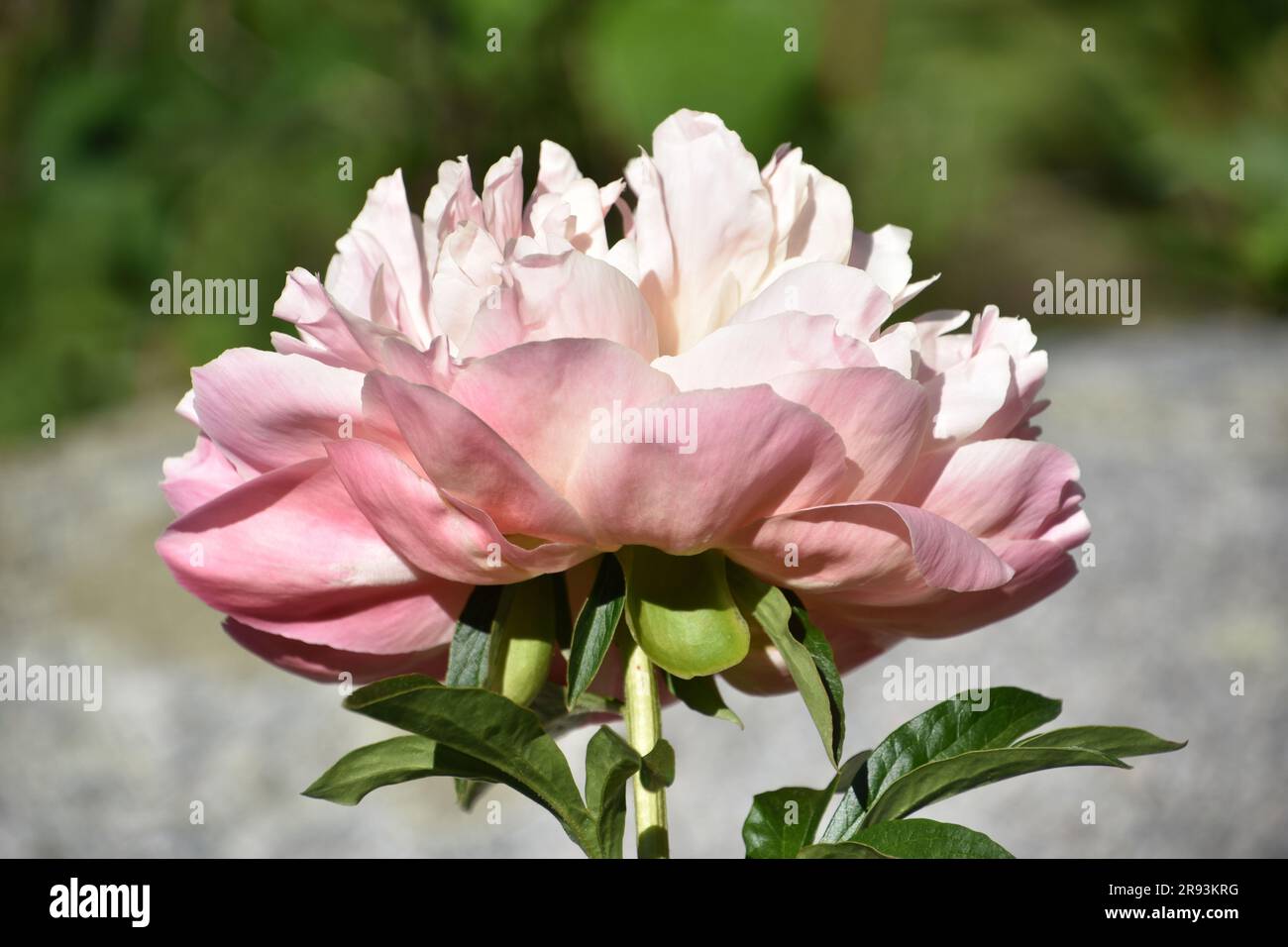 Singular peony flower hi-res stock photography and images - Alamy
