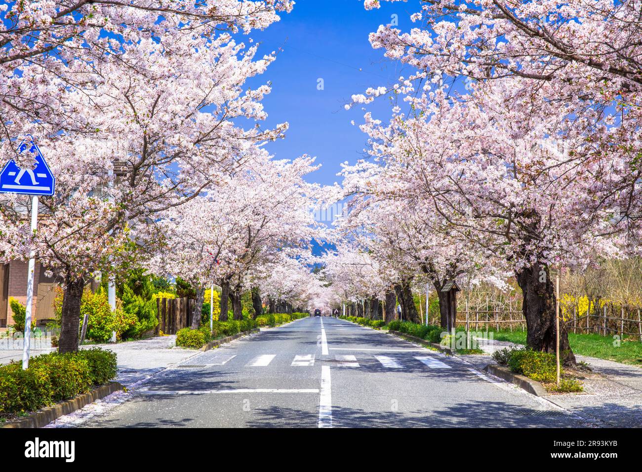 Tunnel of sakura hi-res stock photography and images - Alamy