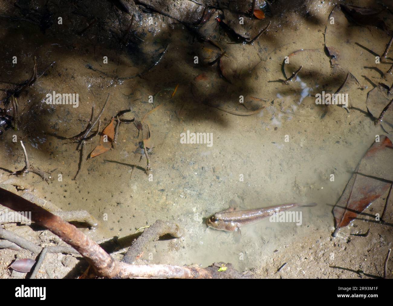 Giant mudskipper (Periophthalmodon schlosseri) amongst mangrove roots ...