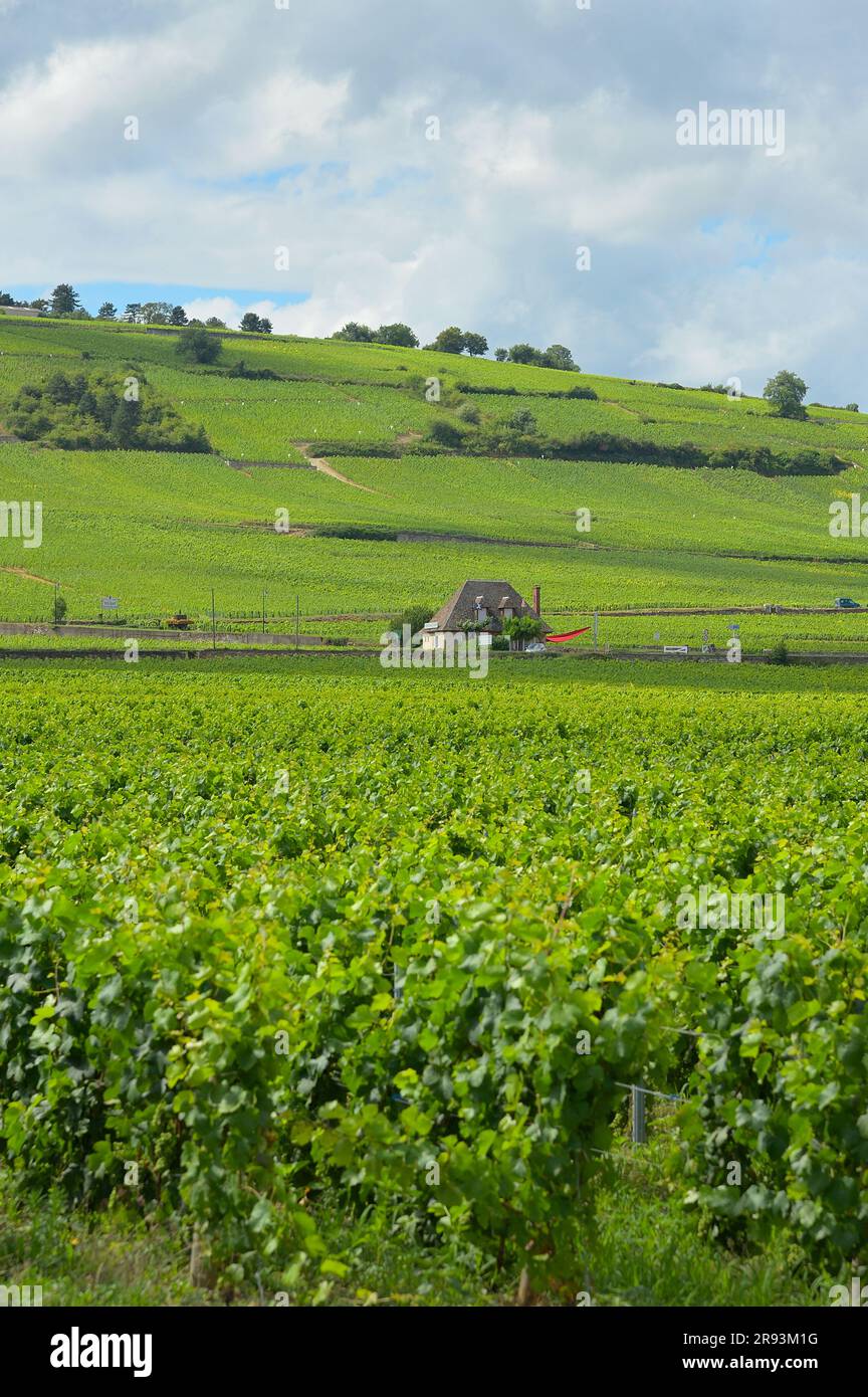 The famous vineyards around the town of Volnay (Route des Grands Crus ...