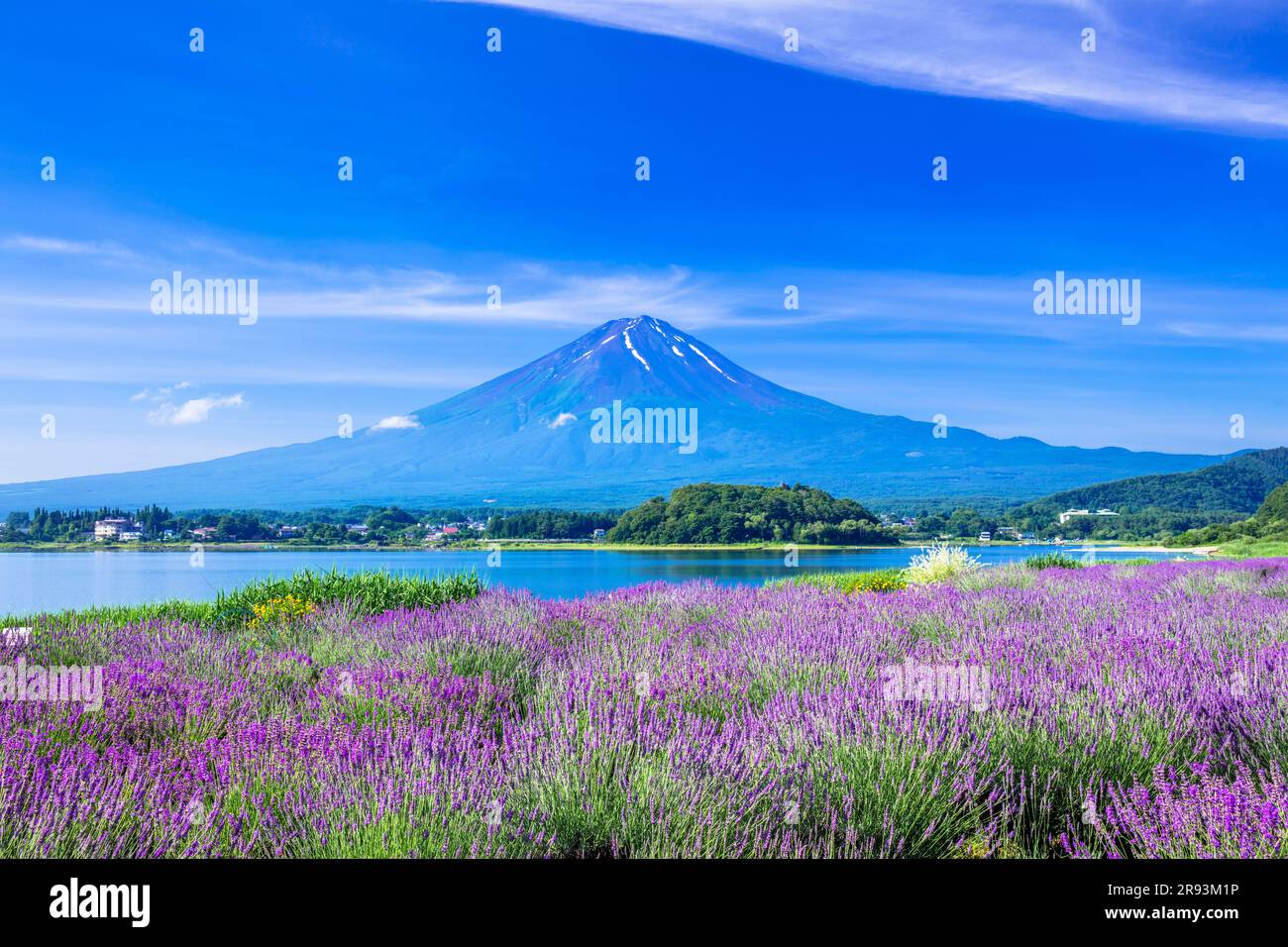 Fuji and Kawaguchiko Lavender Stock Photo - Alamy