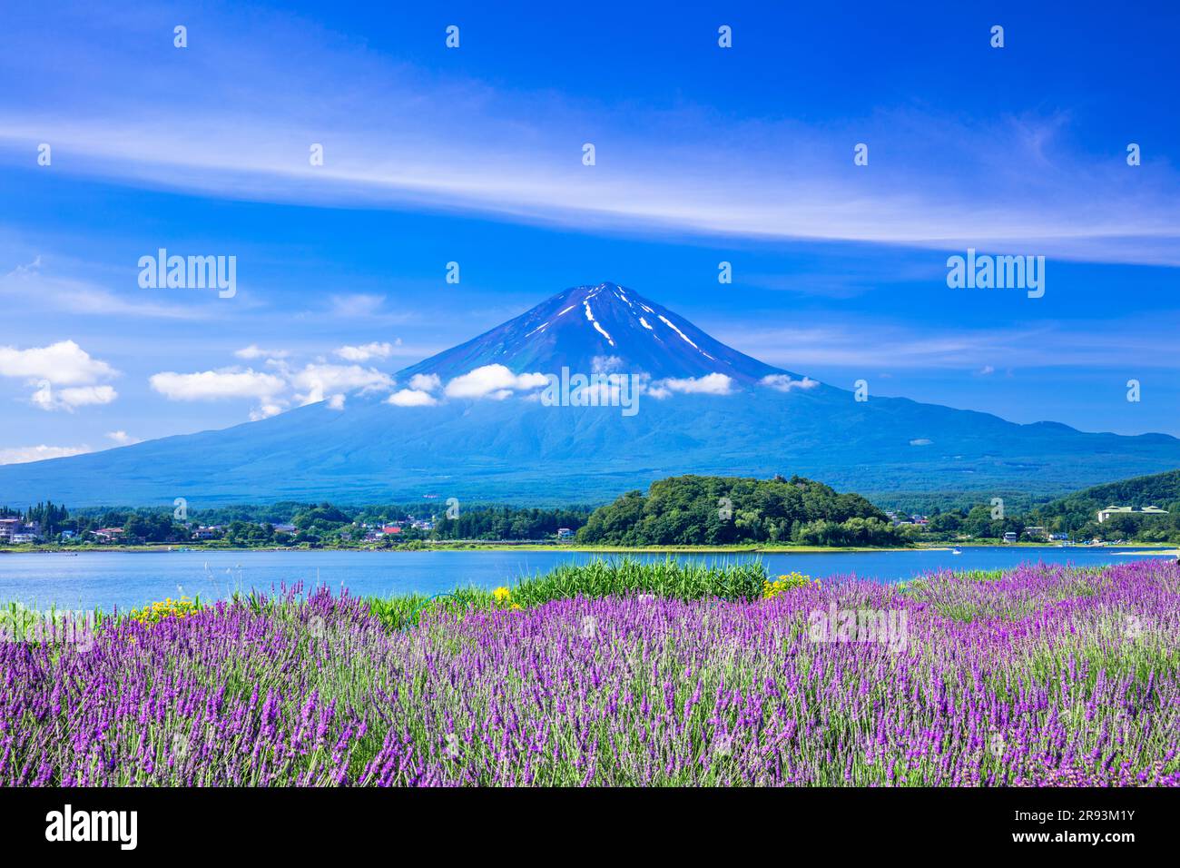 Fuji and Kawaguchiko Lavender Stock Photo - Alamy
